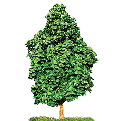 6 National Symbols Every Jamaican Should Know